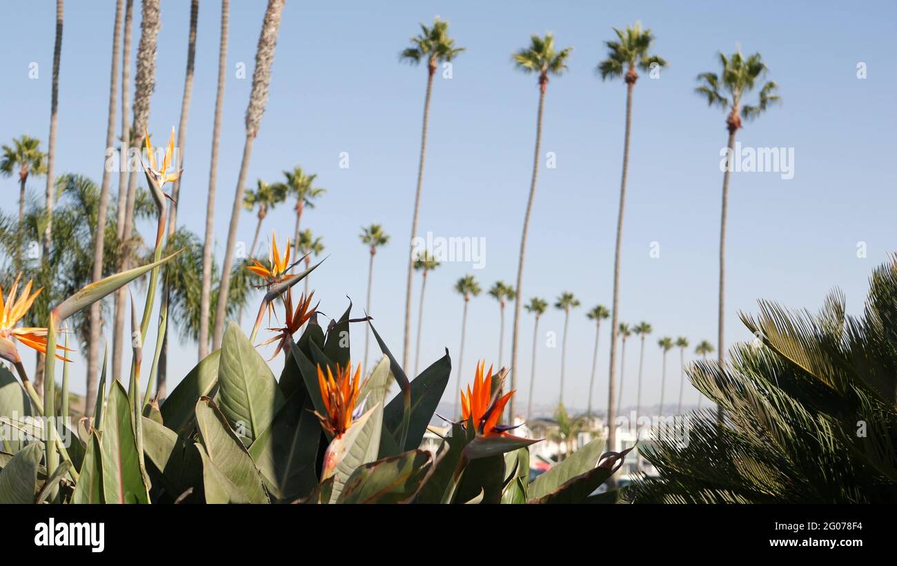 Palms in Los Angeles, California, USA. Summertime aesthetic of Santa ...