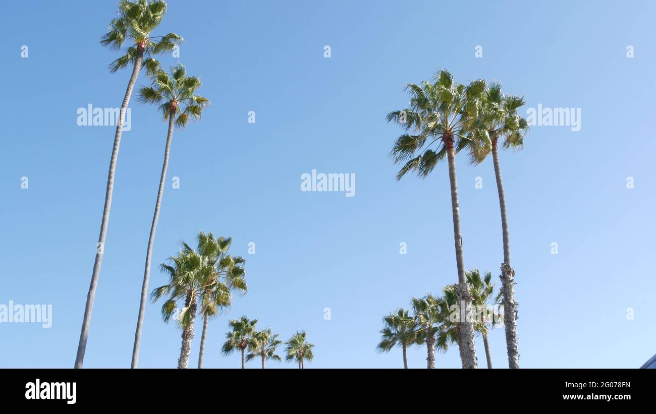 Palms in Los Angeles, California, USA. Summertime aesthetic of Santa ...