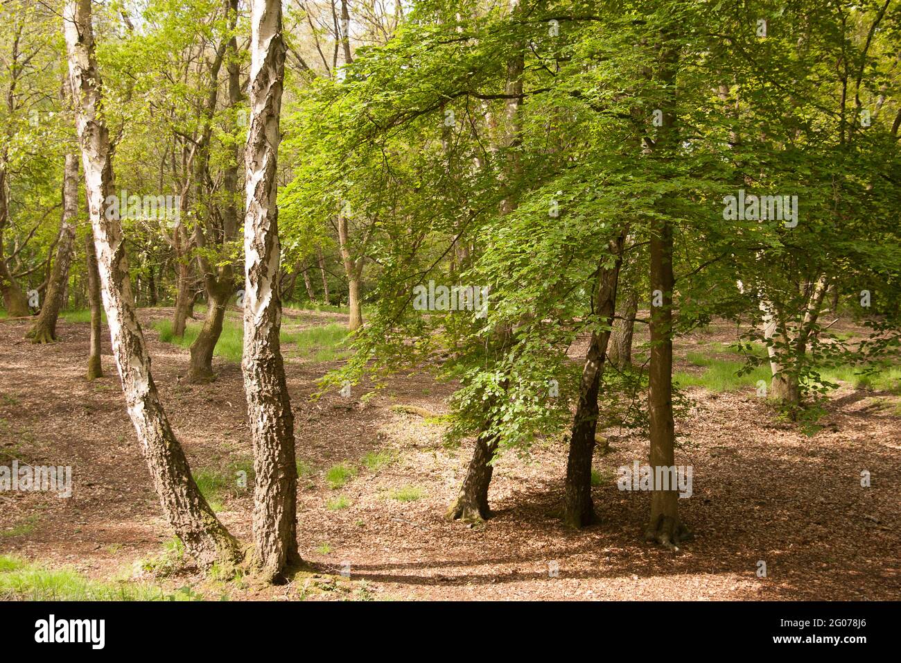 High Beach Epping Forest trees Stock Photo - Alamy