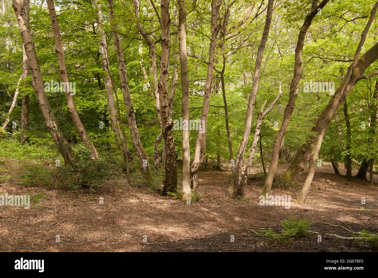 High Beach Epping Forest trees Stock Photo - Alamy