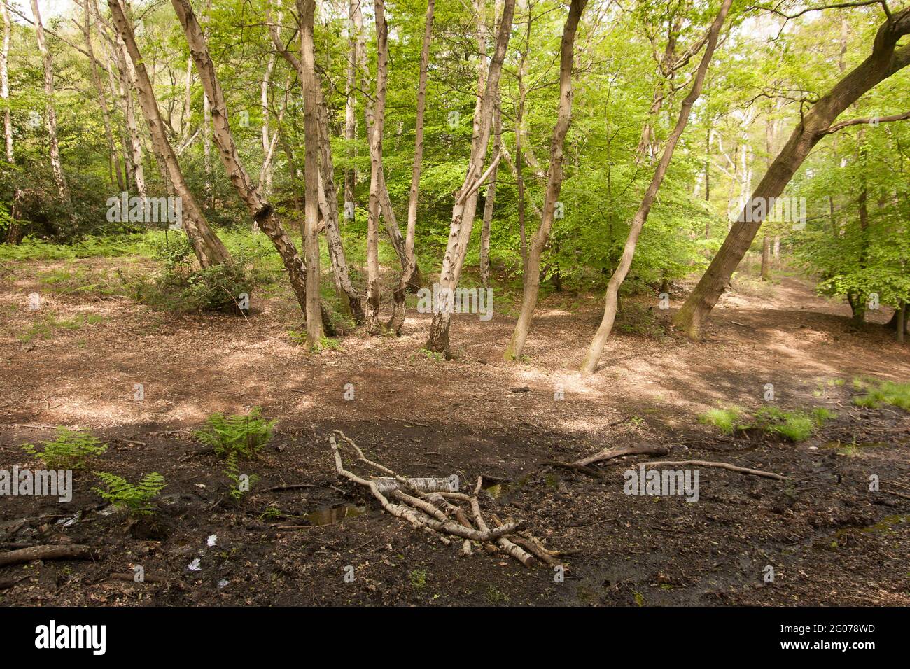 High Beach Epping Forest trees Stock Photo - Alamy
