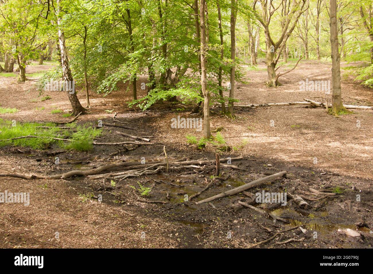 High Beach Epping Forest trees Stock Photo - Alamy