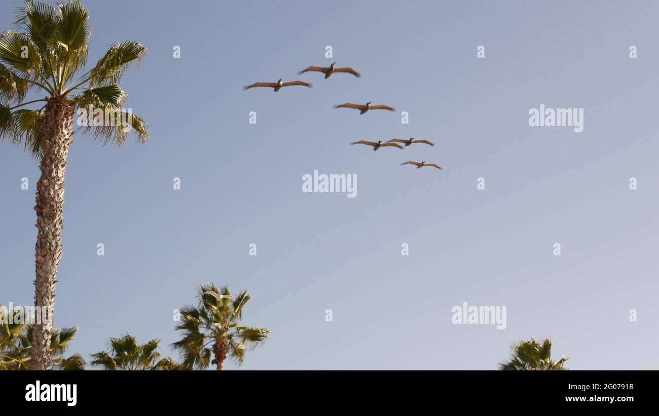 Big pelican birds flying, pelecanus flock soaring in sky, large ...