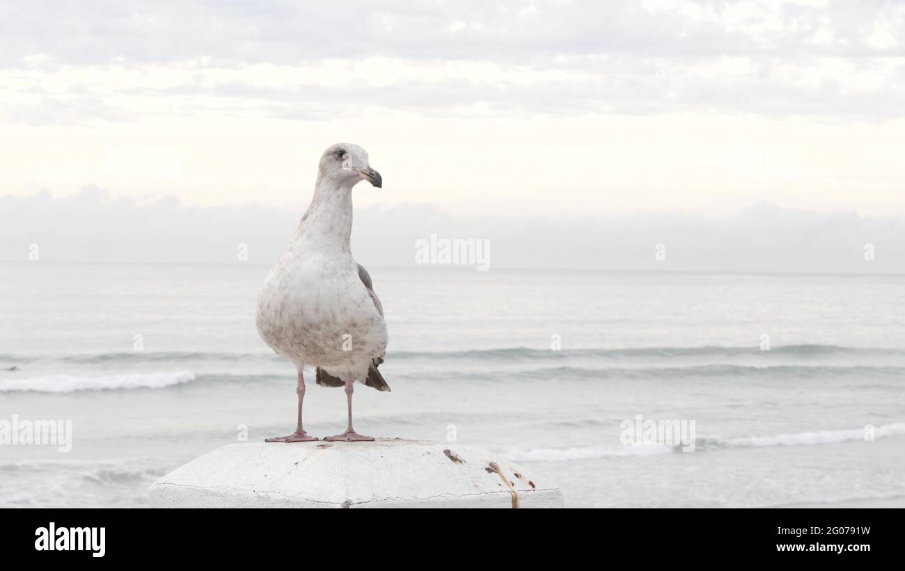 White seagull, California pacific ocean beach. Misty cold winter ...
