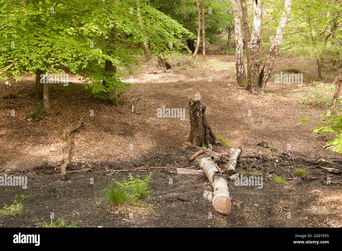 High Beach Epping Forest trees Stock Photo - Alamy