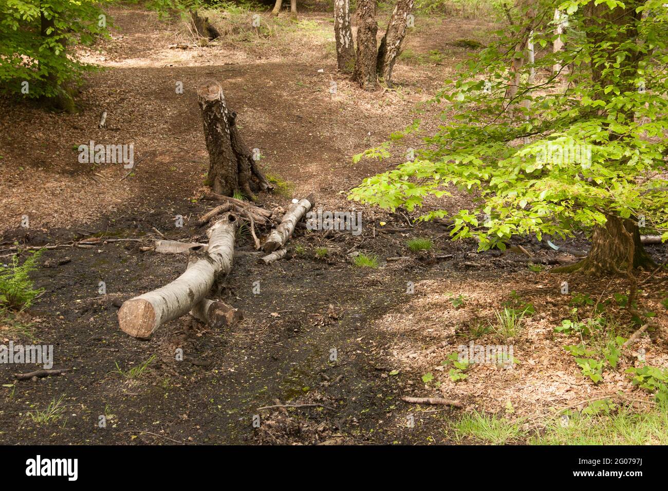 High Beach Epping Forest trees Stock Photo - Alamy