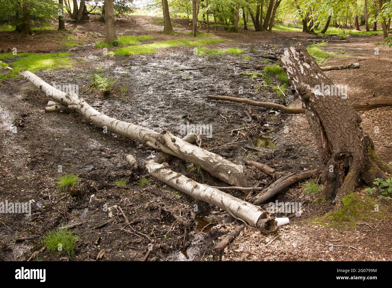 High Beach Epping Forest trees Stock Photo - Alamy
