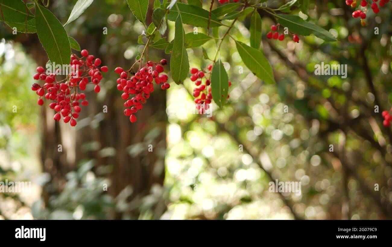 Red berries on tree, gardening in California, USA. Natural atmospheric ...