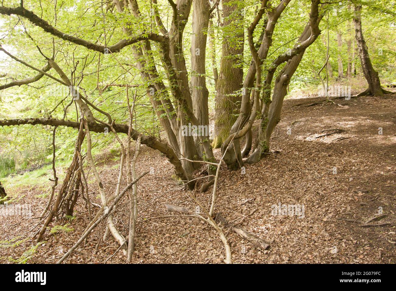 High Beach Epping Forest trees Stock Photo - Alamy