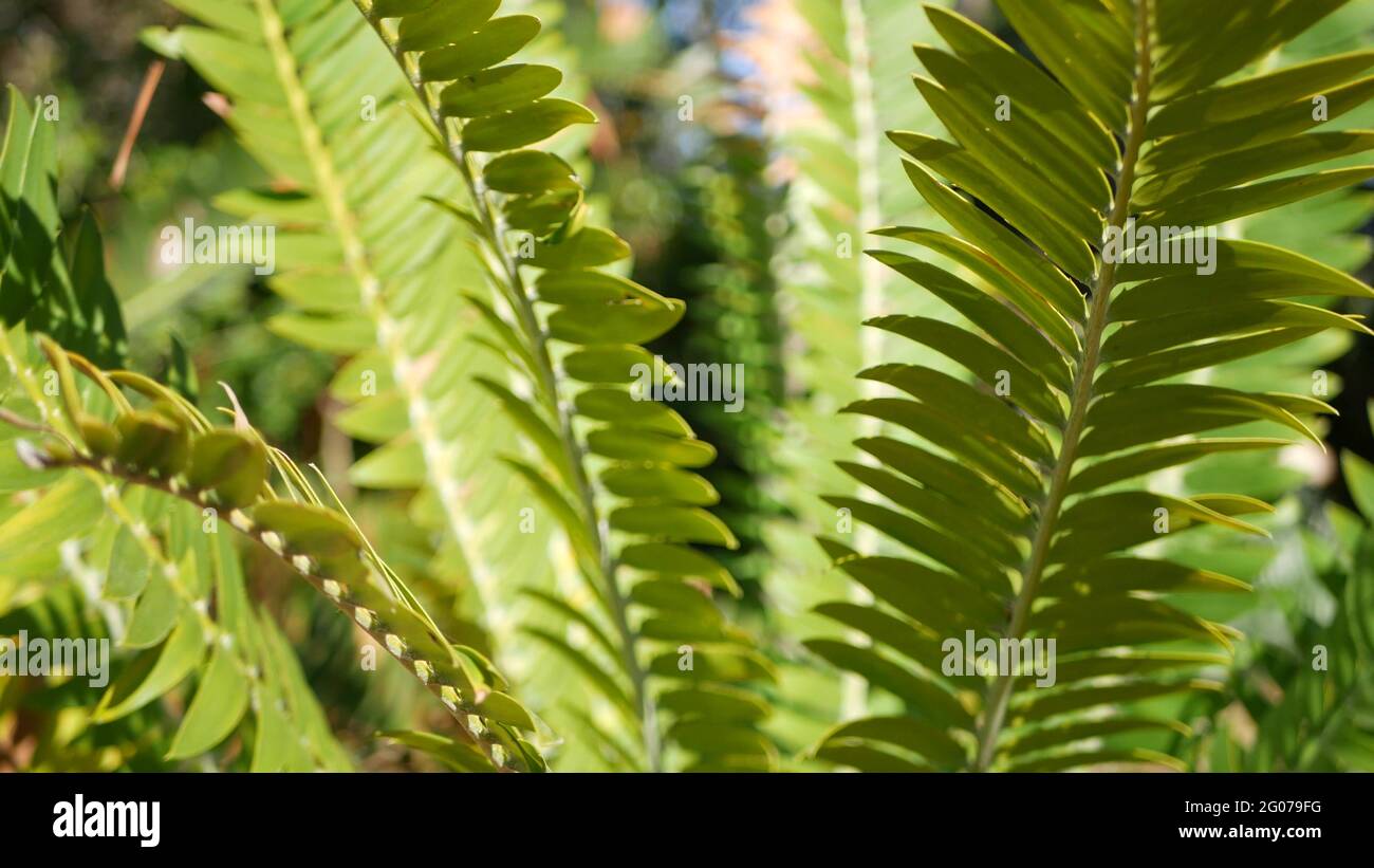 Wood’s cycad hi-res stock photography and images - Alamy
