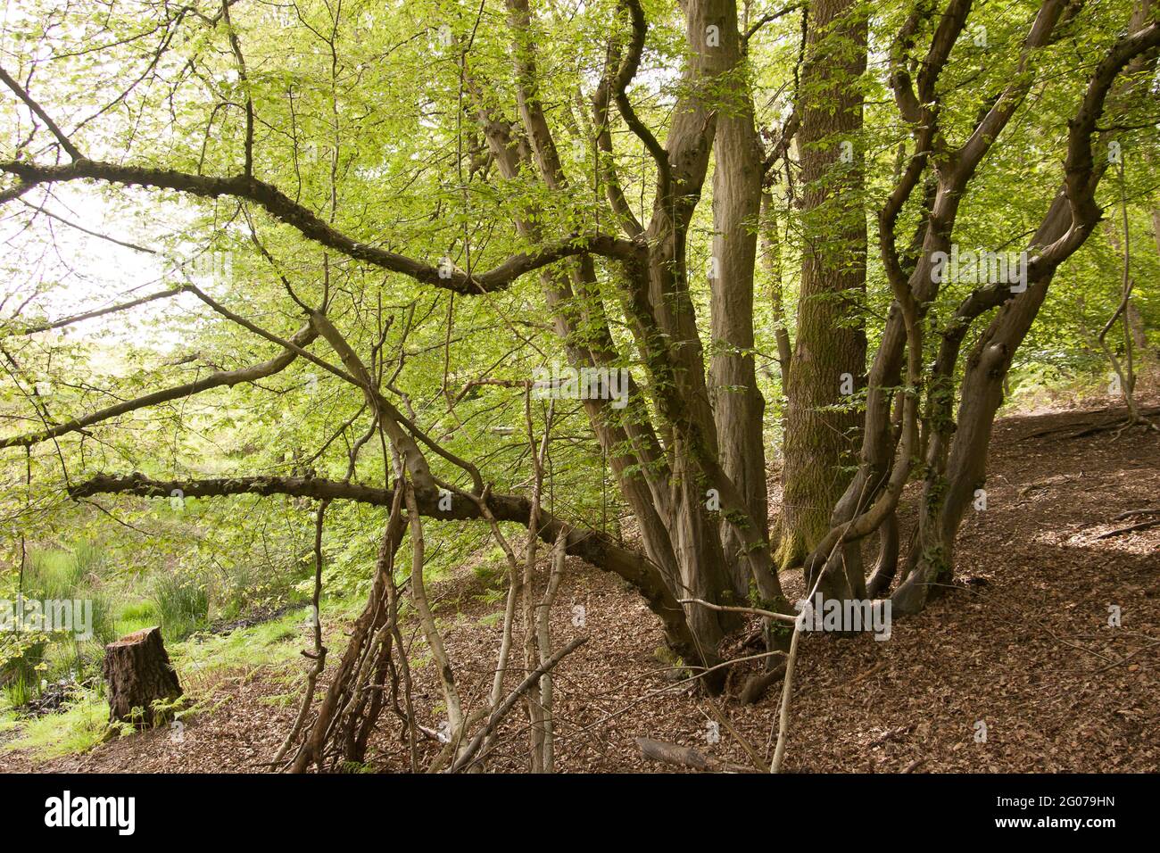 High Beach Epping Forest trees Stock Photo - Alamy