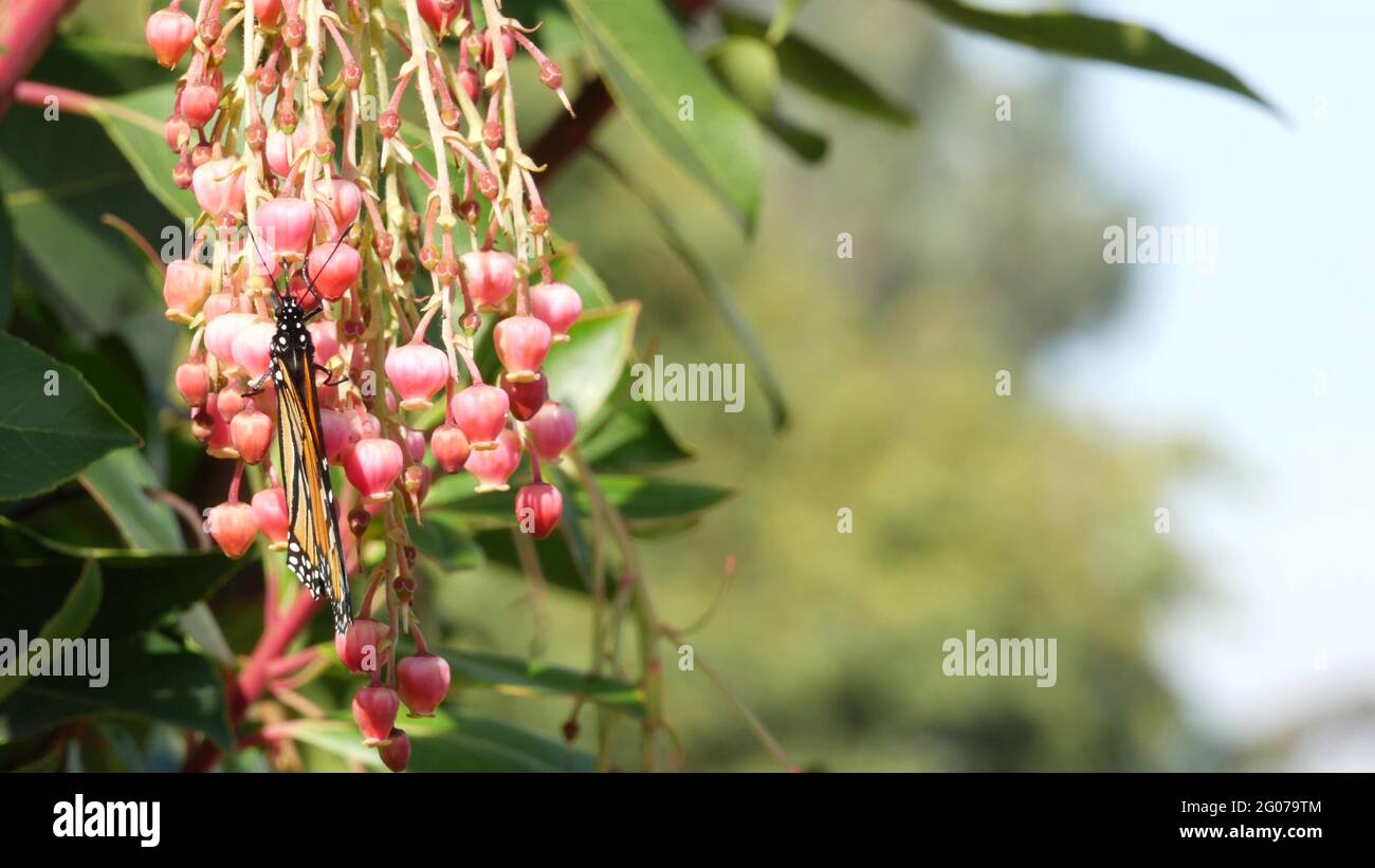 Monarch butterfly pollinate arbutus flower, California USA. Pink ...
