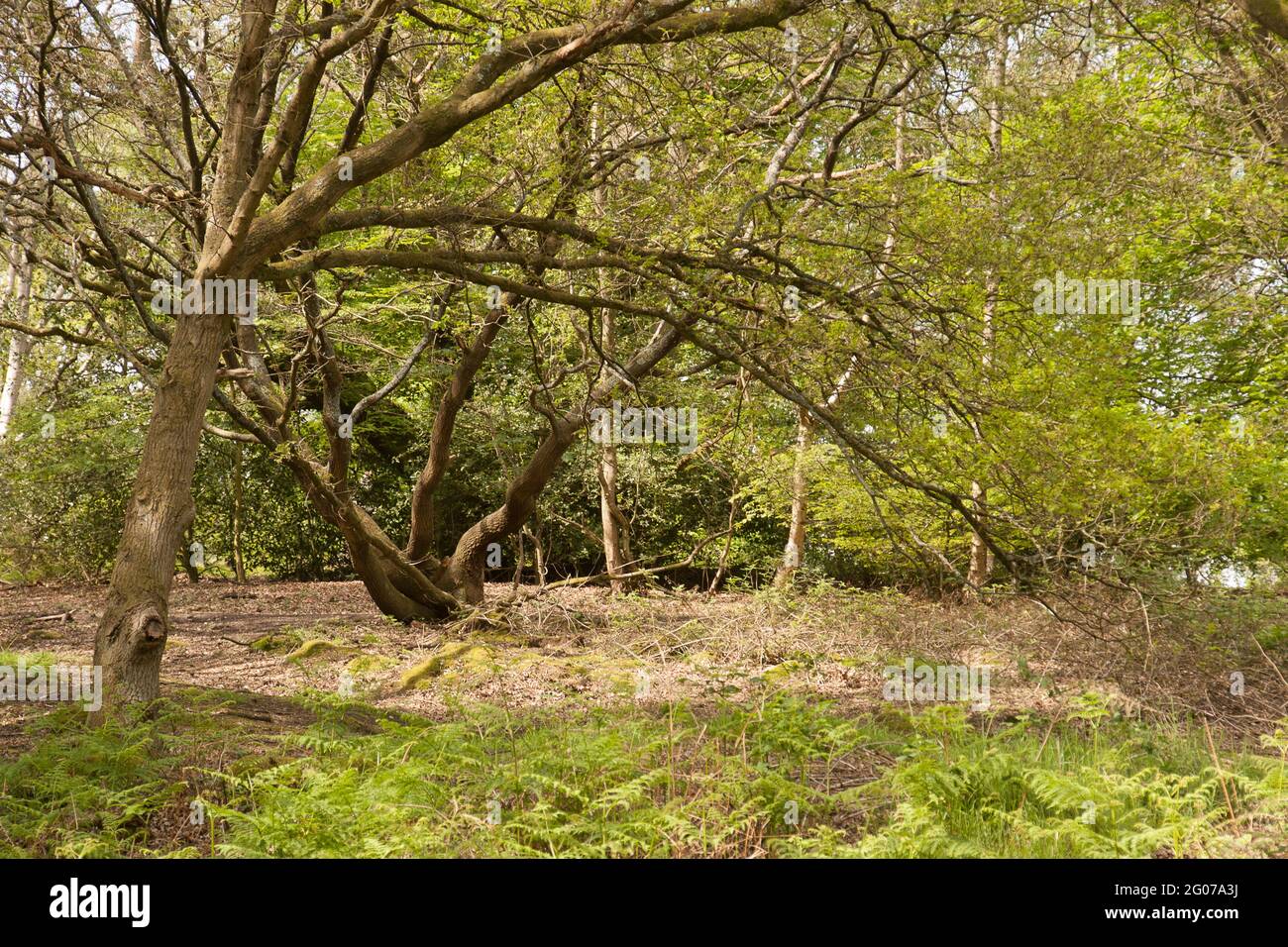 High Beach Epping Forest trees Stock Photo - Alamy