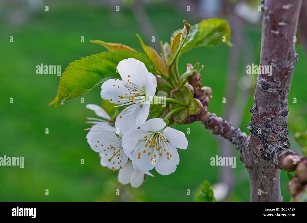 Closeup of Mazzard cherry (Prunus avium) flowers Stock Photo - Alamy