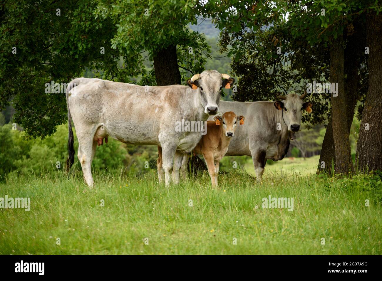 Animali toro hi-res stock photography and images - Alamy
