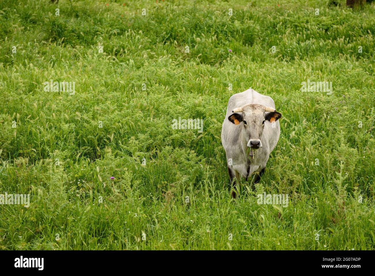 Animali toro hi-res stock photography and images - Alamy