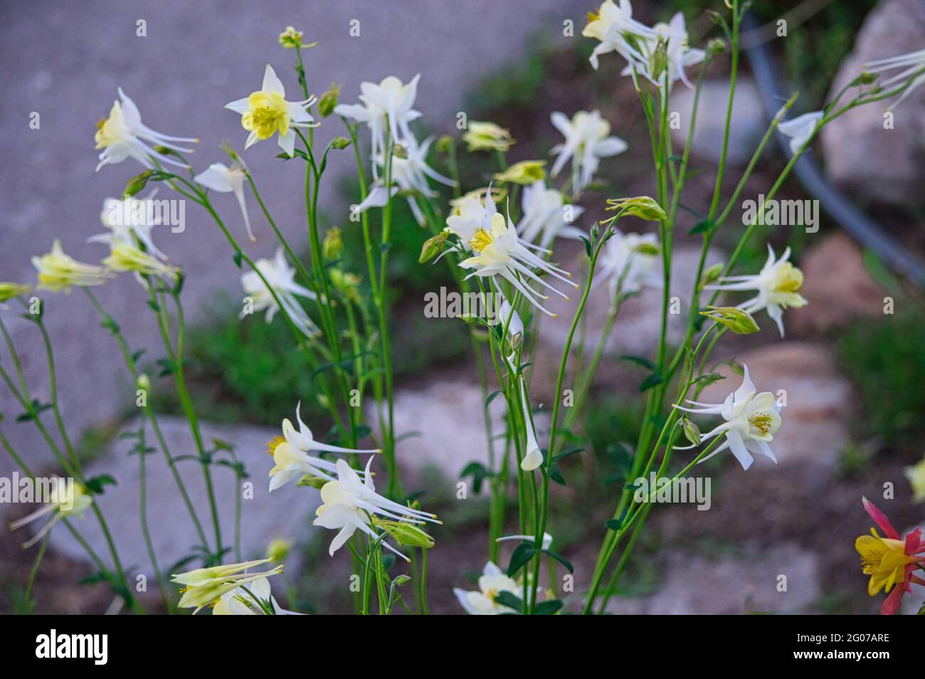 Closeup of Sierra columbine (Aquilegia pubescens) flowers Stock Photo ...