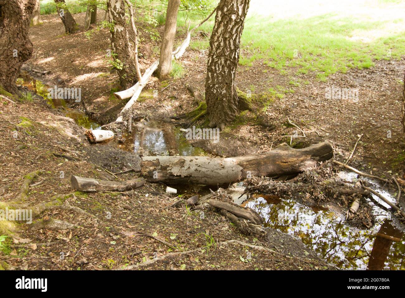 High Beach Epping Forest trees Stock Photo - Alamy