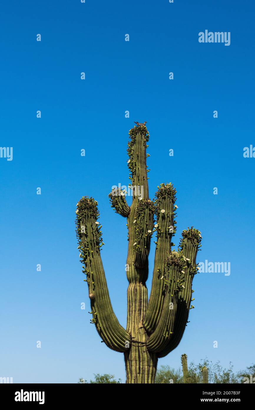 Insects flock to an unprecedented number of "side blooms" on saguaro ...