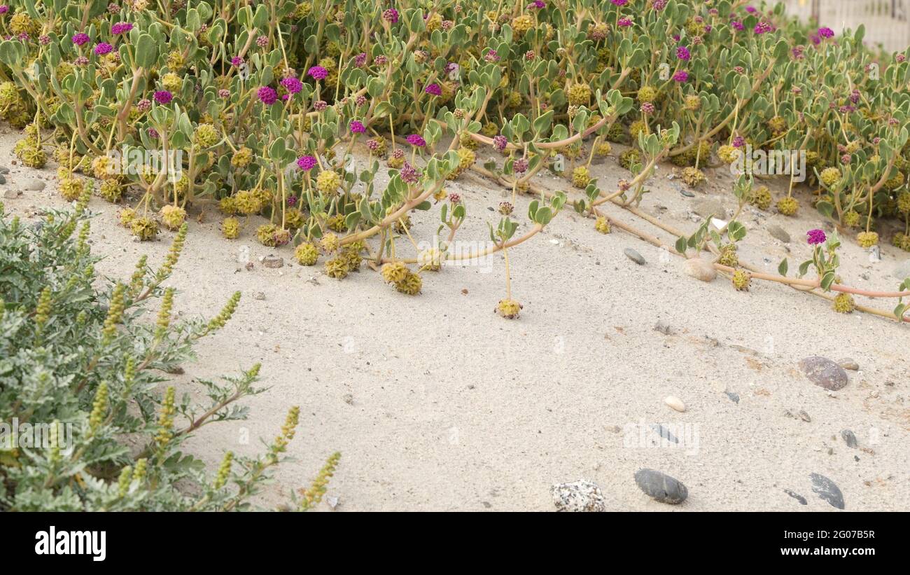Pacific Ocean Plants