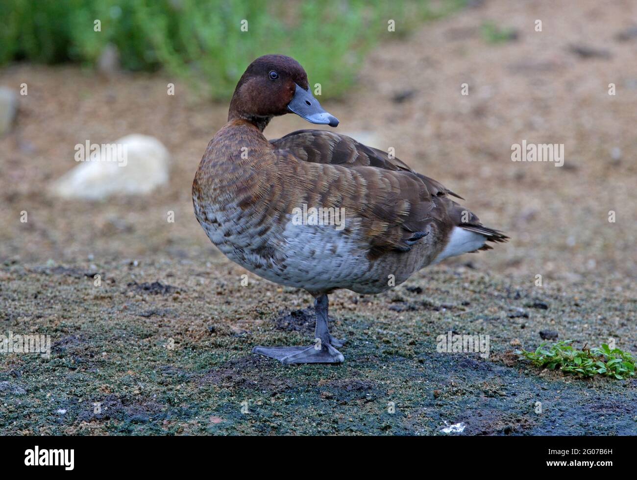 Hardhead (Aythya australis) female standing on one leg south-east ...