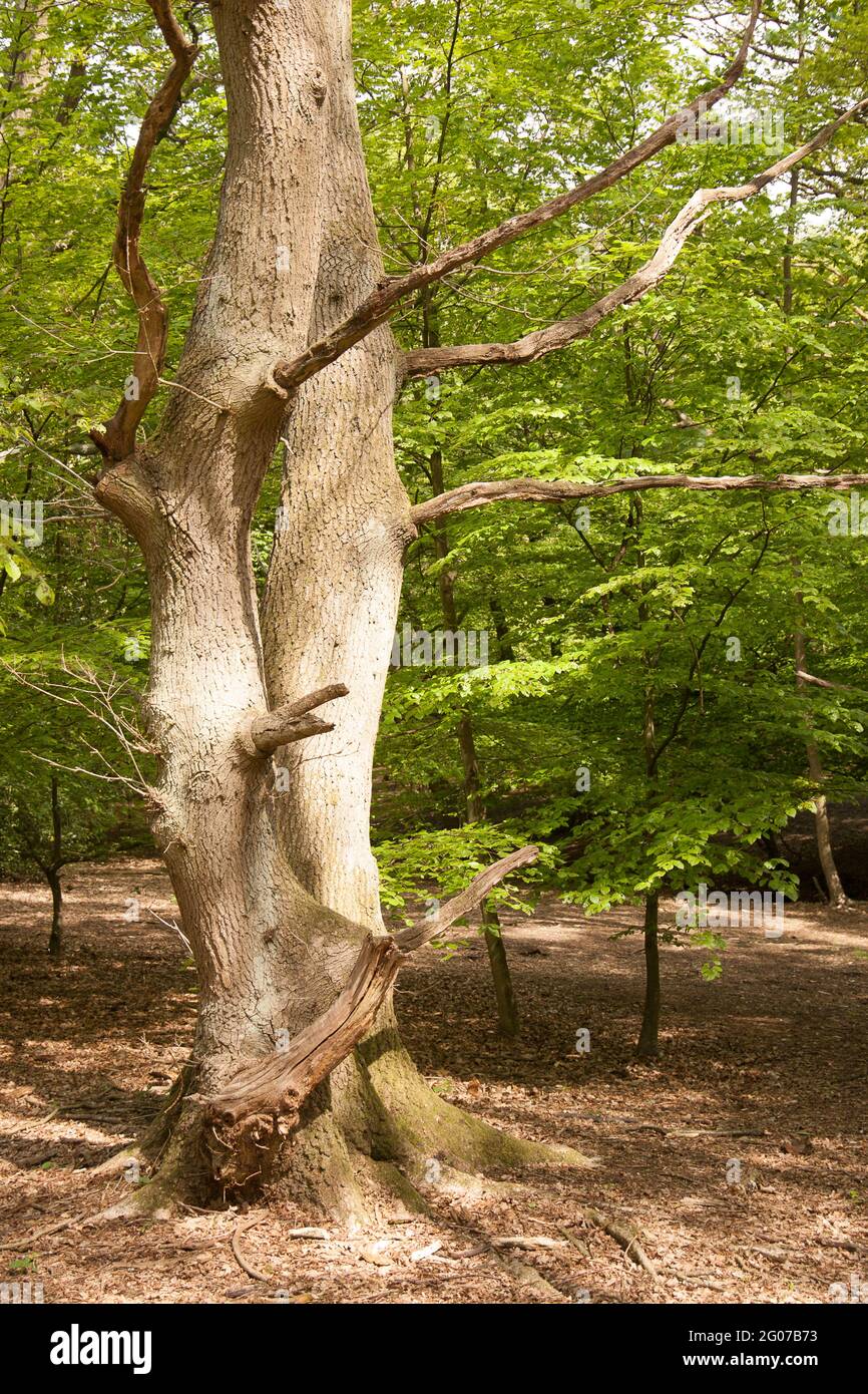 High Beach Epping Forest trees Stock Photo - Alamy