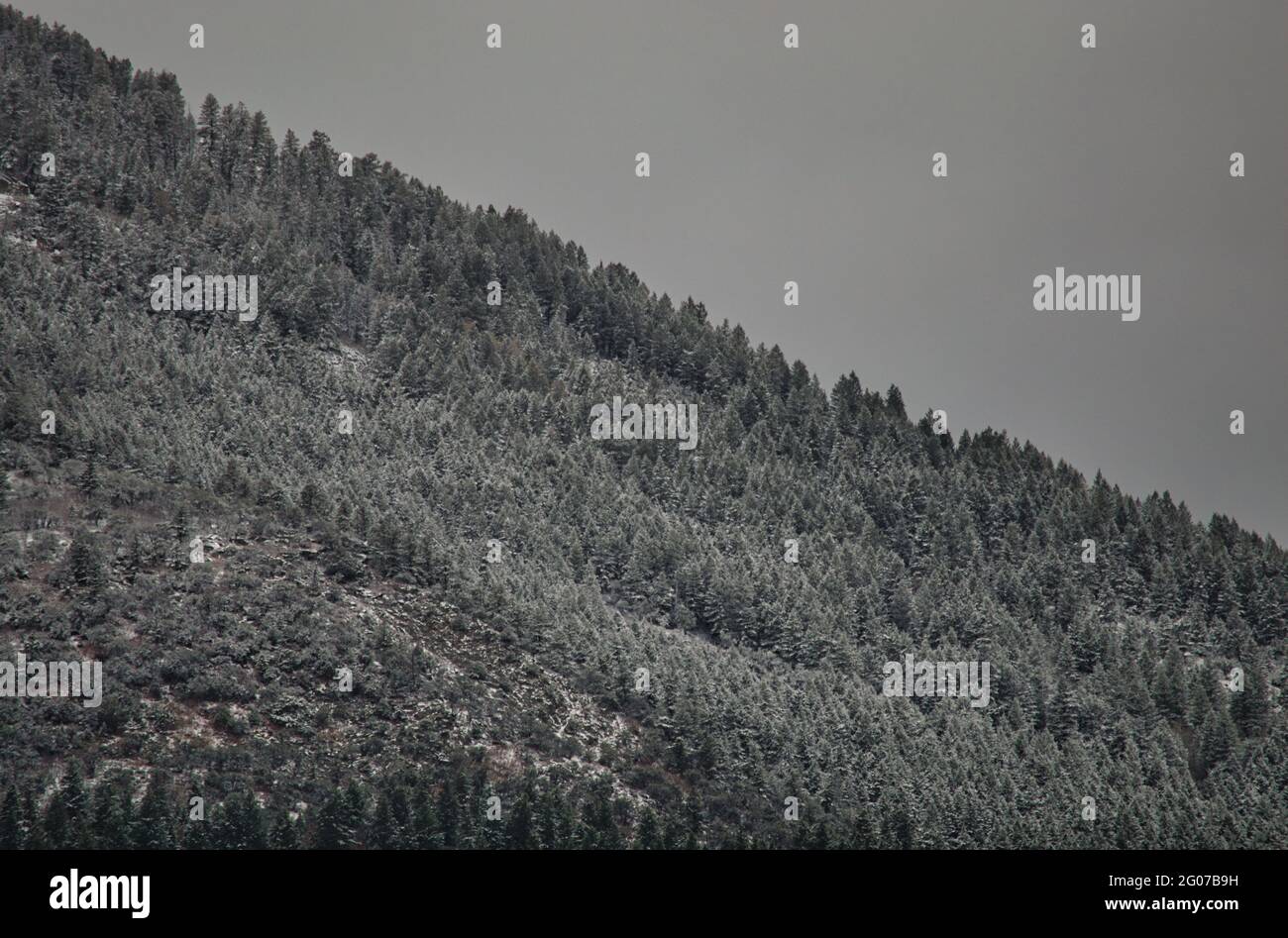Beautiful trees on the mountain slope in cloudy weather Stock Photo - Alamy