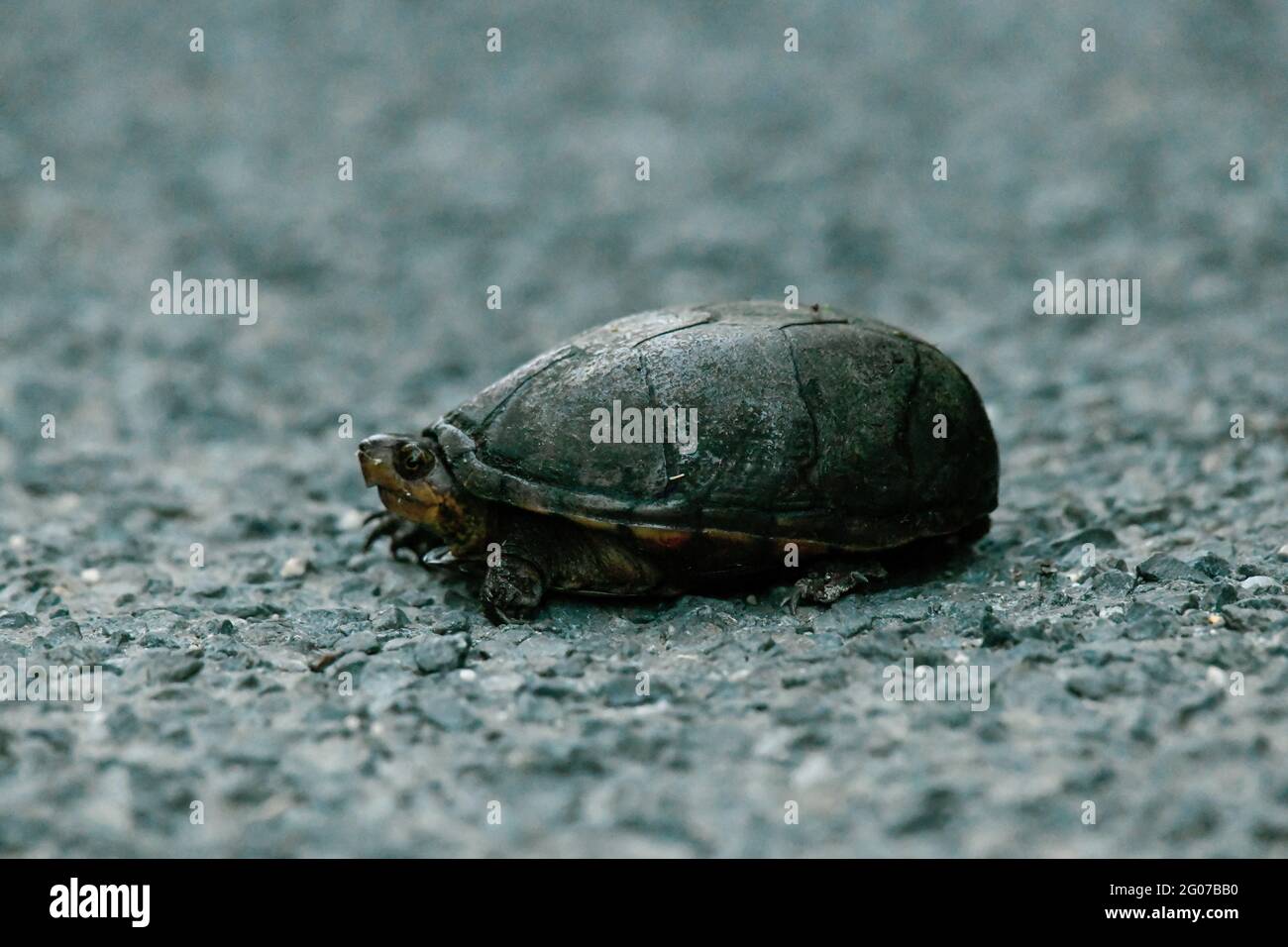 Eastern Mud Turtle Crossing the Road Stock Photo - Alamy