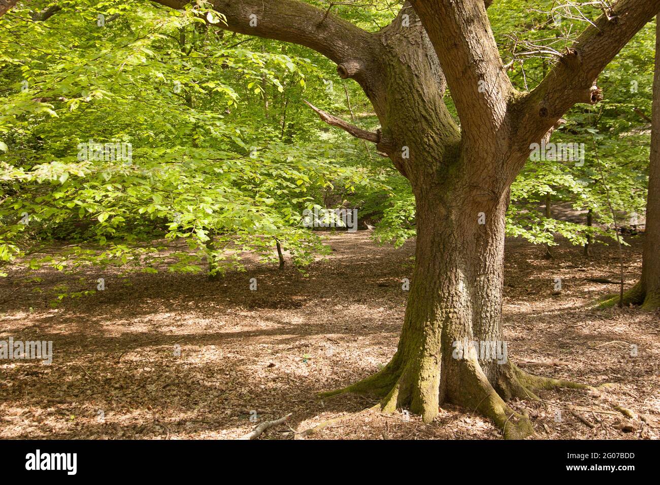 High Beach Epping Forest trees Stock Photo - Alamy