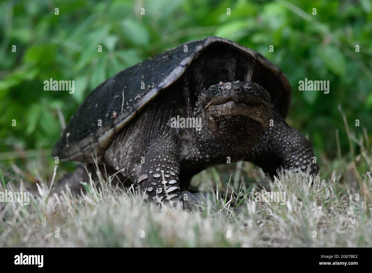 Big snapping turtle hi-res stock photography and images - Alamy