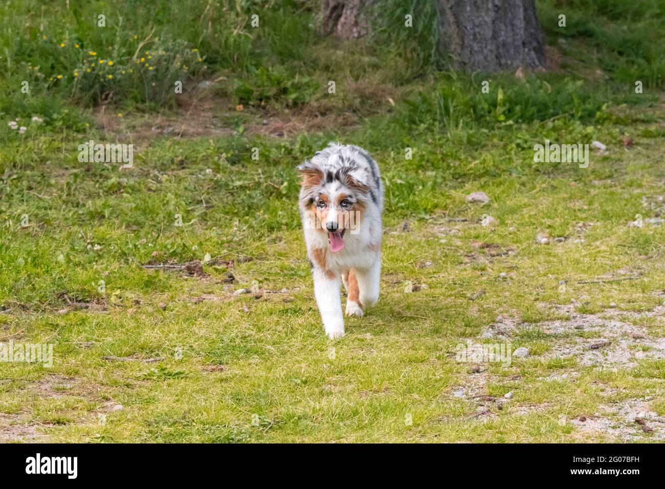 blue merle Australian shepherd puppy dog runs on the meadow of the ...