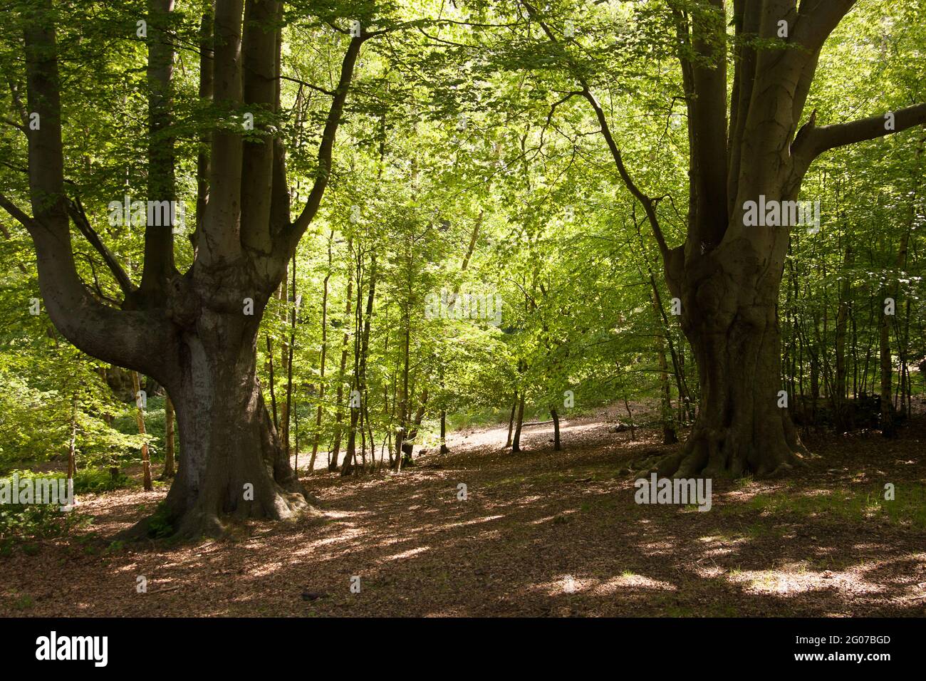 High Beach Epping Forest trees Stock Photo - Alamy