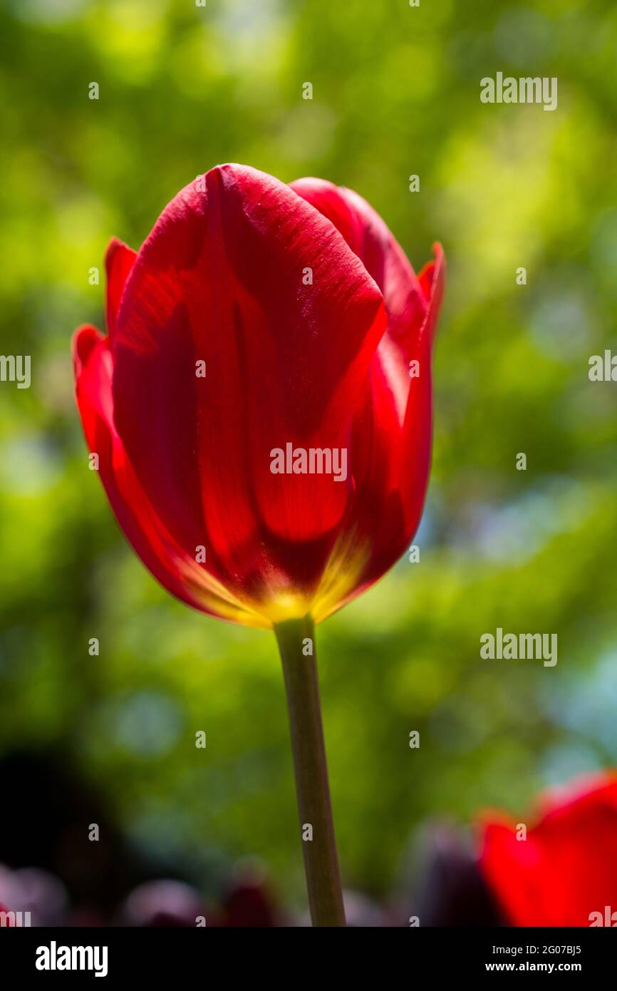 Colorful single tulip flower bloom in the spring garden Stock Photo - Alamy