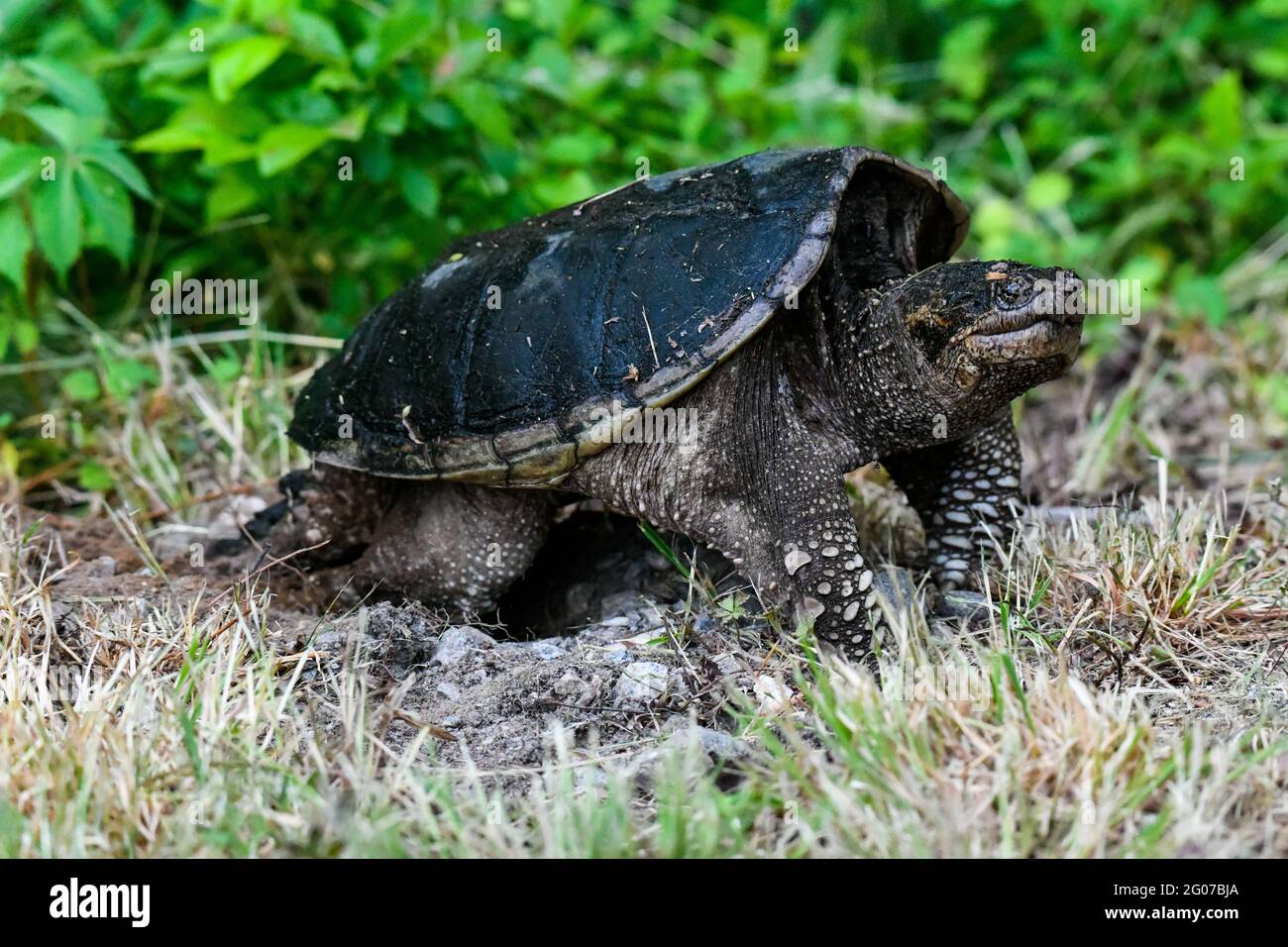 Common Snapping Turtle Building a Nest Stock Photo - Alamy