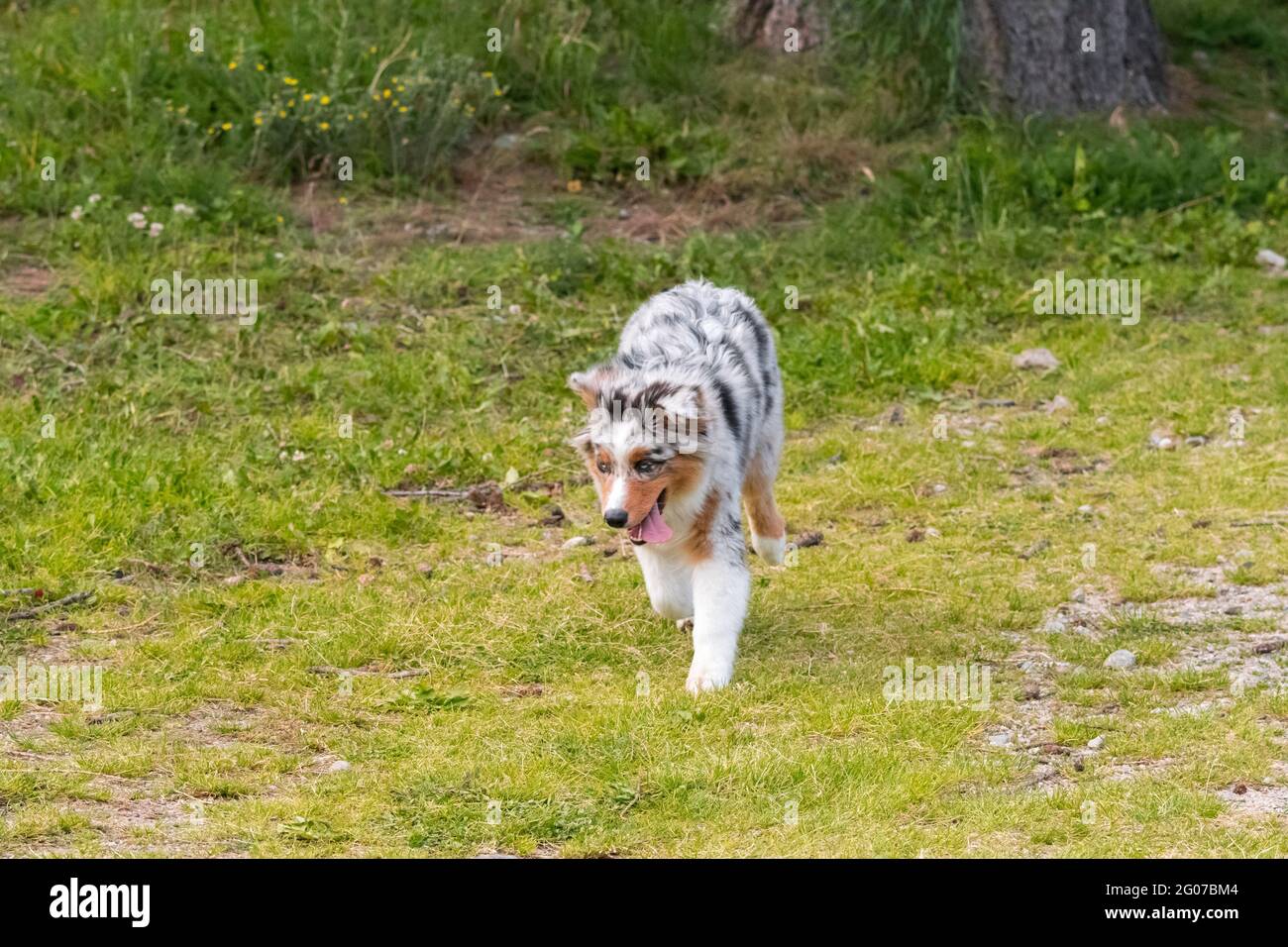 blue merle Australian shepherd puppy dog runs on the meadow of the ...