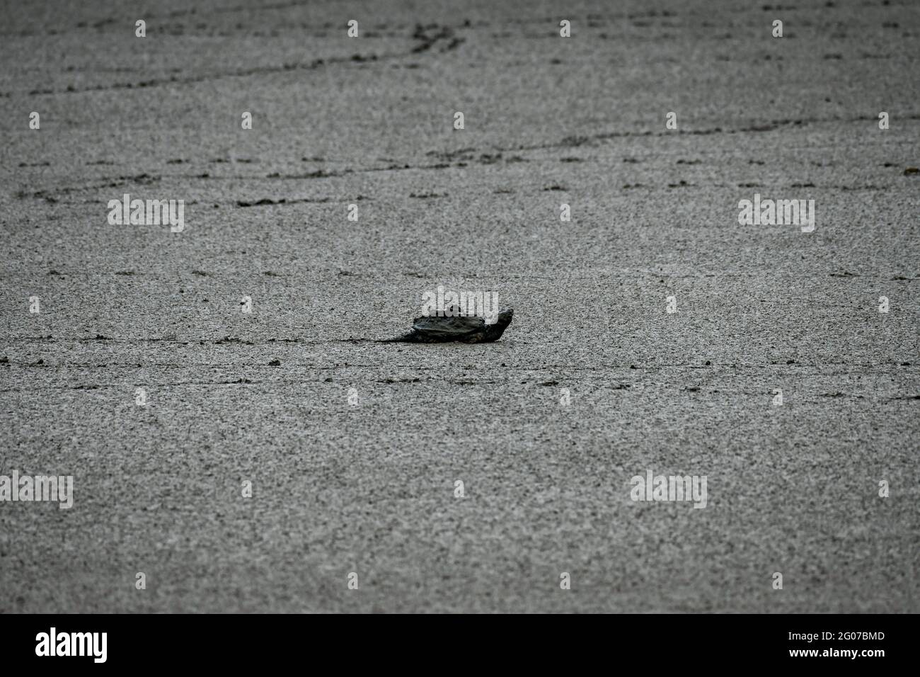 Common Snapping Turtle Emerging from the Mud Stock Photo - Alamy