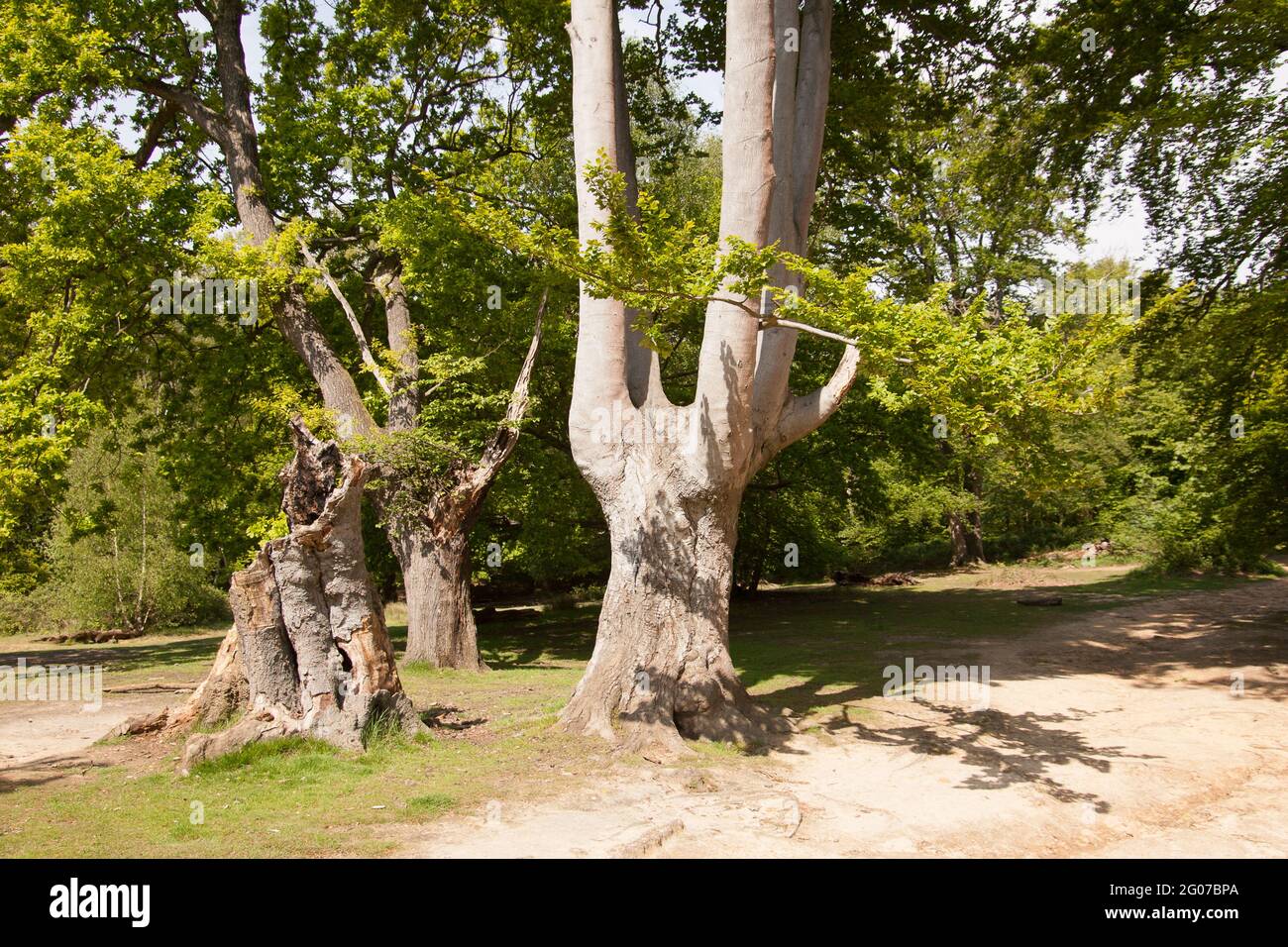 High Beach Epping Forest trees Stock Photo - Alamy