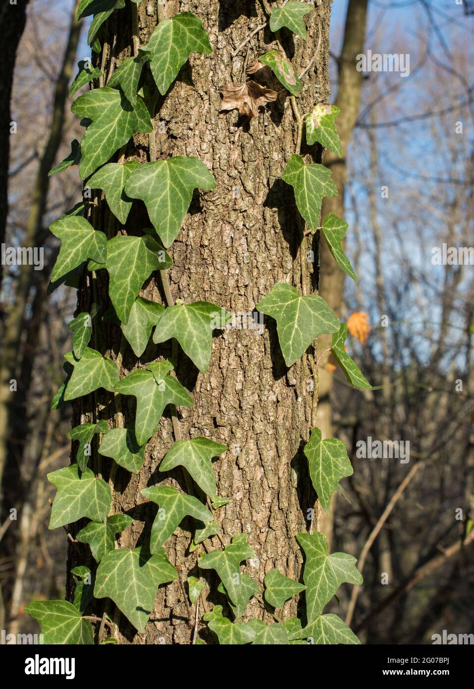 Tree leaves as floral nature background texture Stock Photo - Alamy