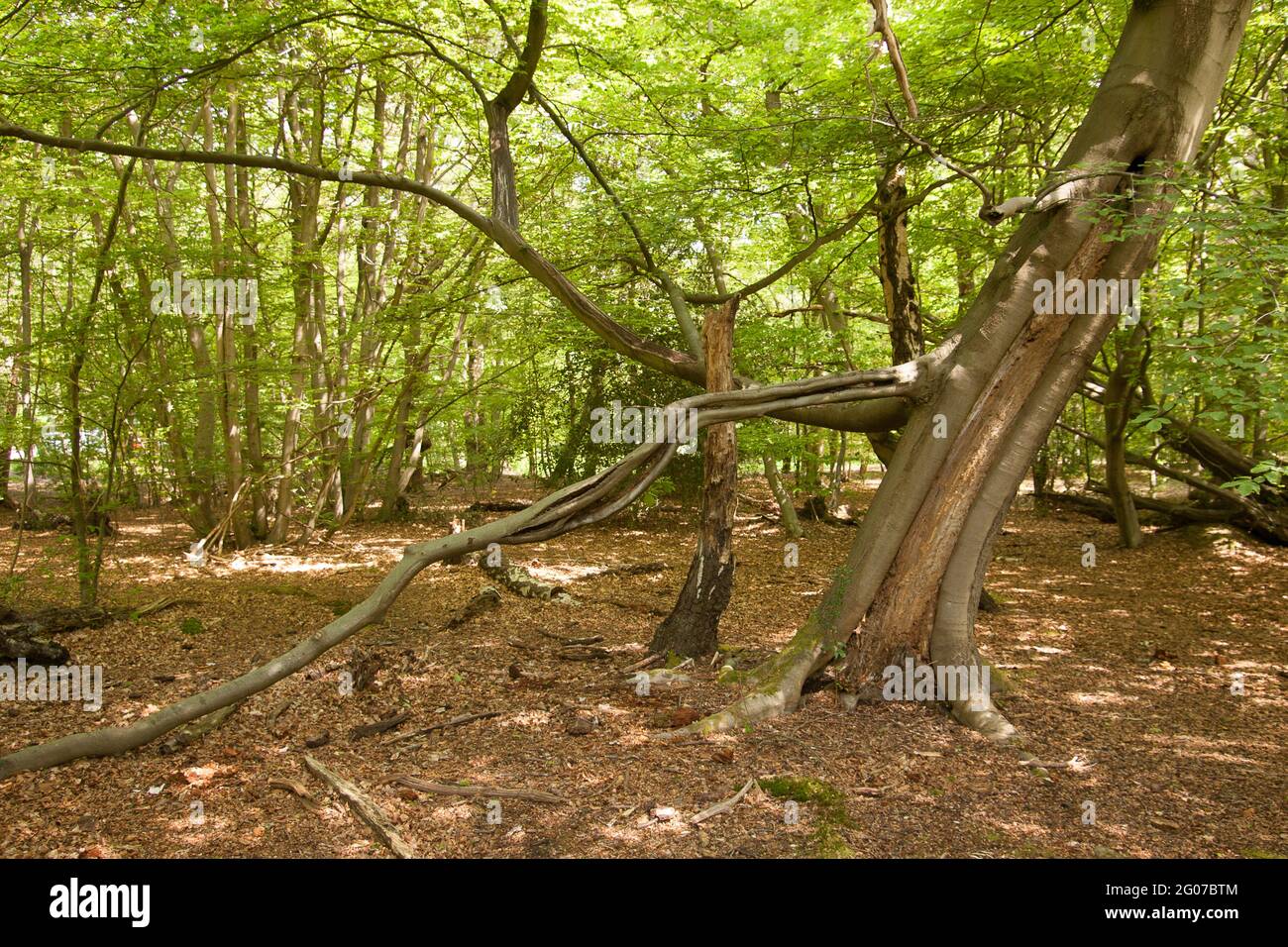 High Beach Epping Forest trees Stock Photo - Alamy