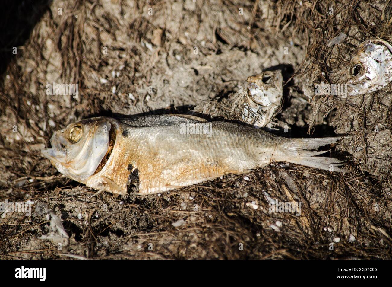 Fish sot hi-res stock photography and images - Alamy