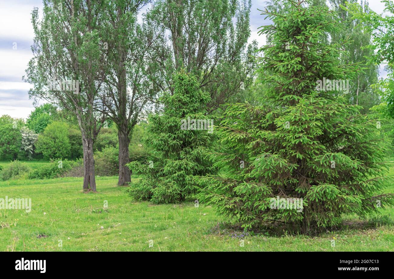 Beautiful crown hi-res stock photography and images - Alamy