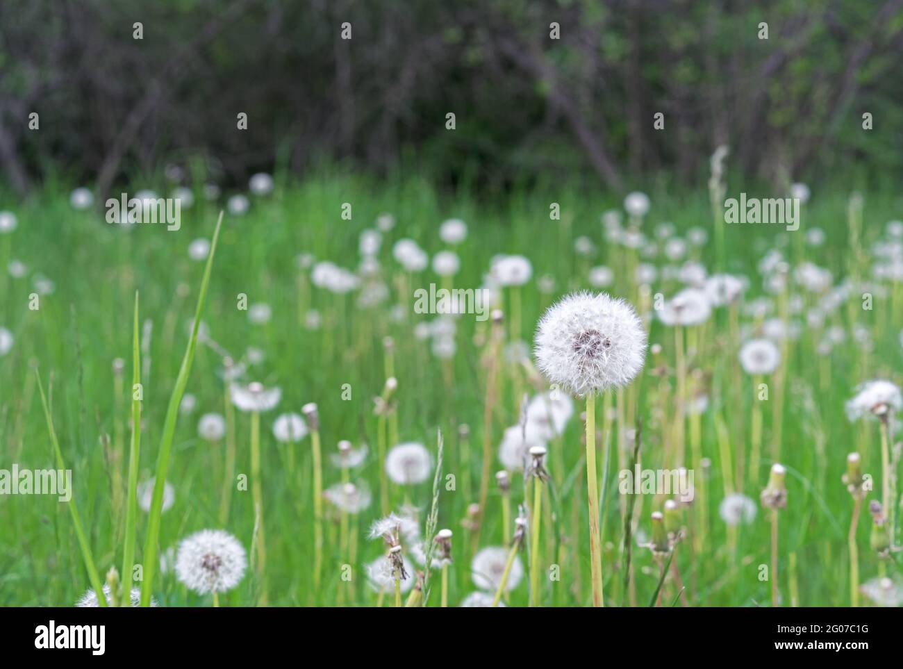 White fluffy dandelions on a green lawn Stock Photo - Alamy