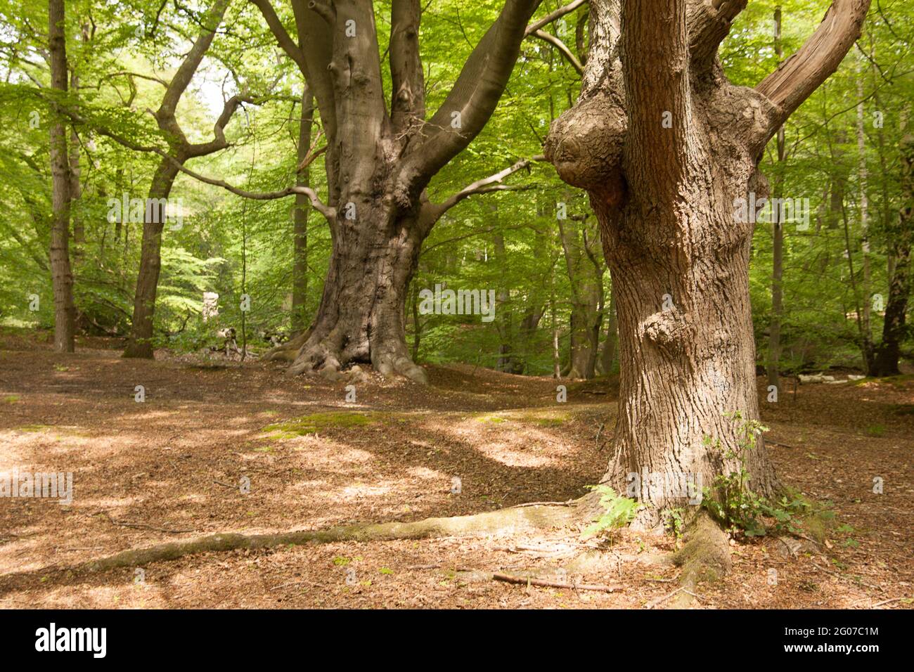 High Beach Epping Forest trees Stock Photo - Alamy