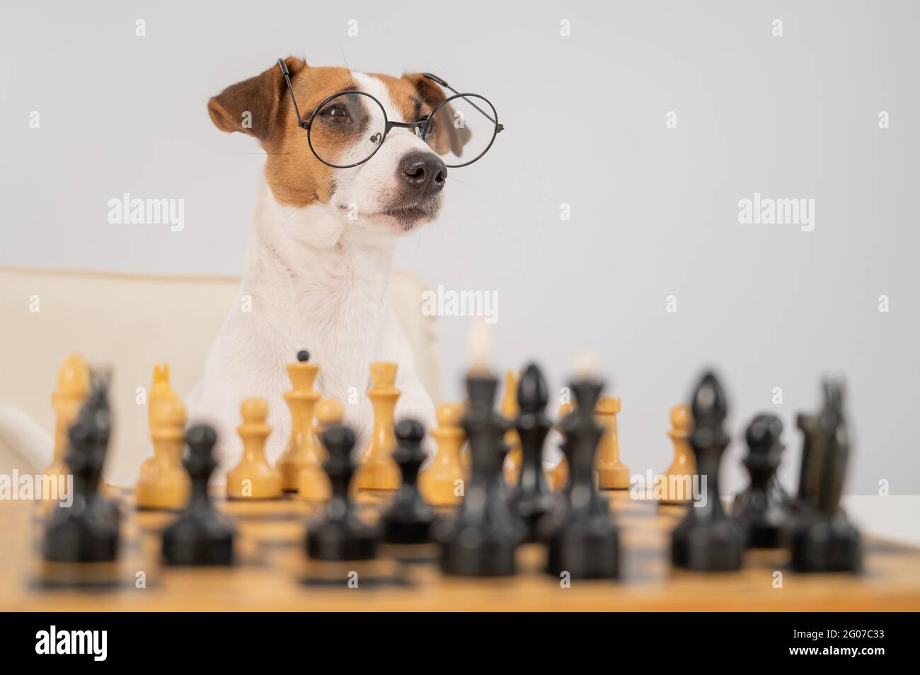 Smart dog jack russell terrier in glasses plays chess on a white ...