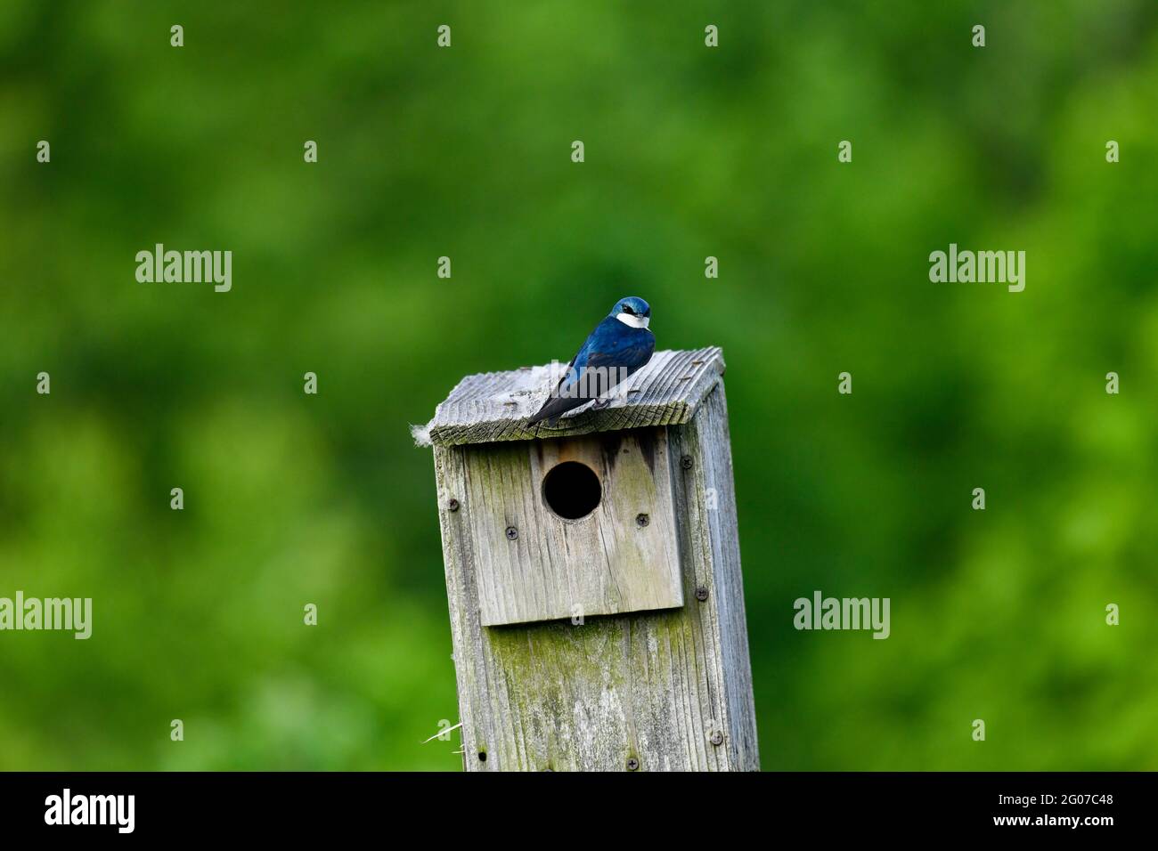 Tree Swallow Perched on its Nest Box Stock Photo - Alamy