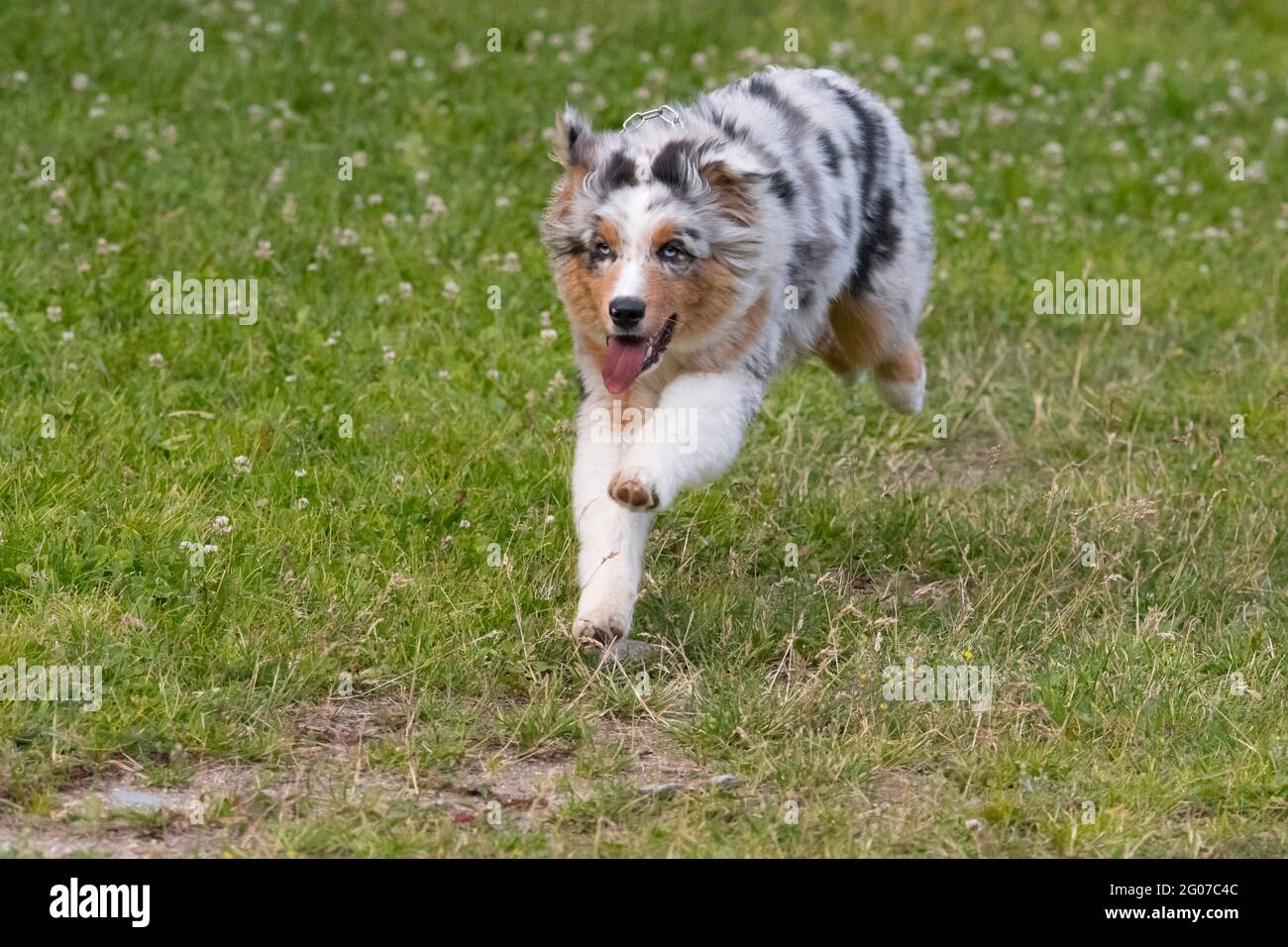 blue merle Australian shepherd puppy dog runs on the meadow of the ...