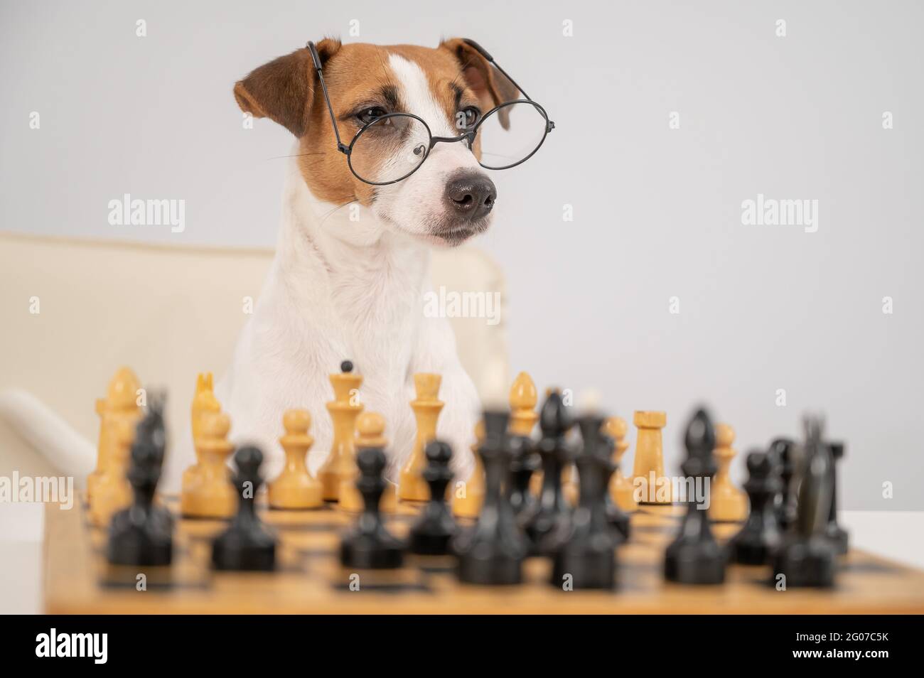 Smart dog jack russell terrier in glasses plays chess on a white ...