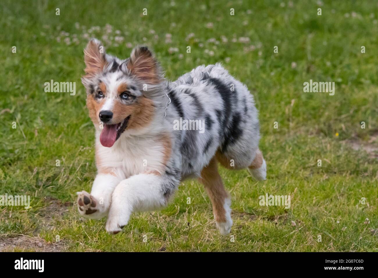 blue merle Australian shepherd puppy dog runs on the meadow of the ...