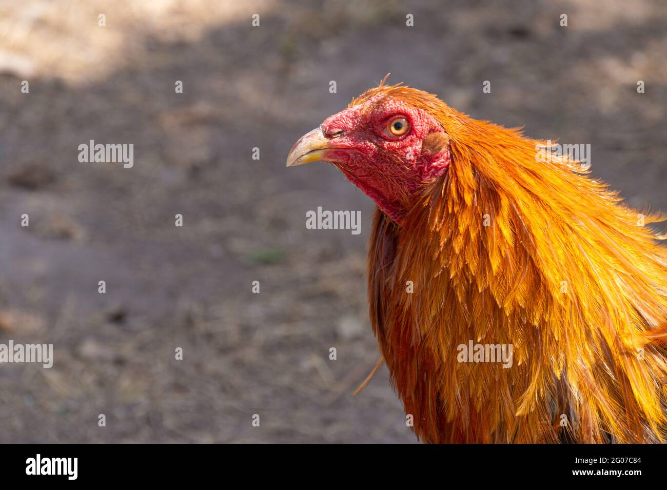 Chicken wandering around in a yard Stock Photo - Alamy