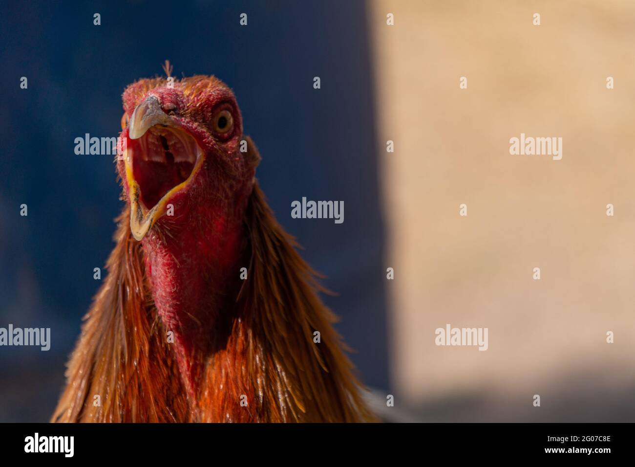 Rooster wandering hi-res stock photography and images - Alamy